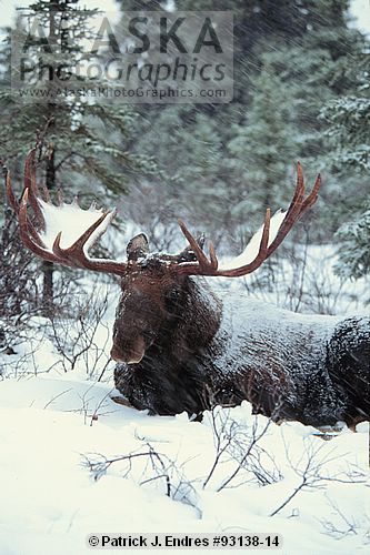 Elch - Alces alces: Lebensraum: Taiga